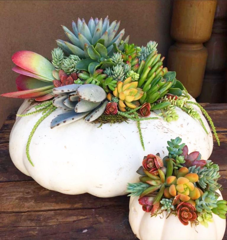Creative Succulent Arrangements Ideas and Display Tips - Mycozylive.com