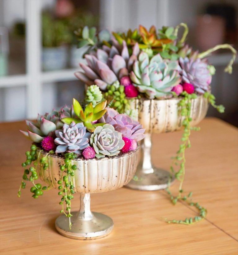 Creative Succulent Arrangements Ideas and Display Tips - Mycozylive.com