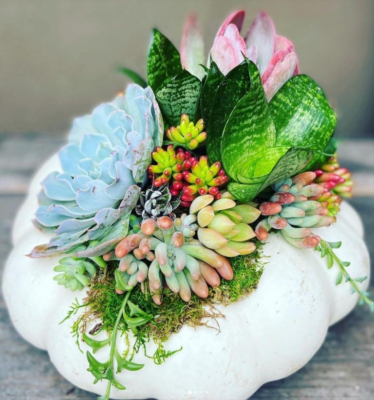 Creative Succulent Arrangements Ideas and Display Tips - Mycozylive.com