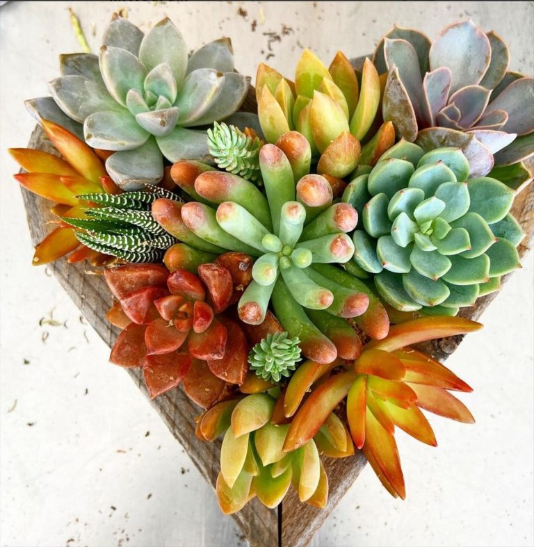 Creative Succulent Arrangements Ideas and Display Tips - Mycozylive.com