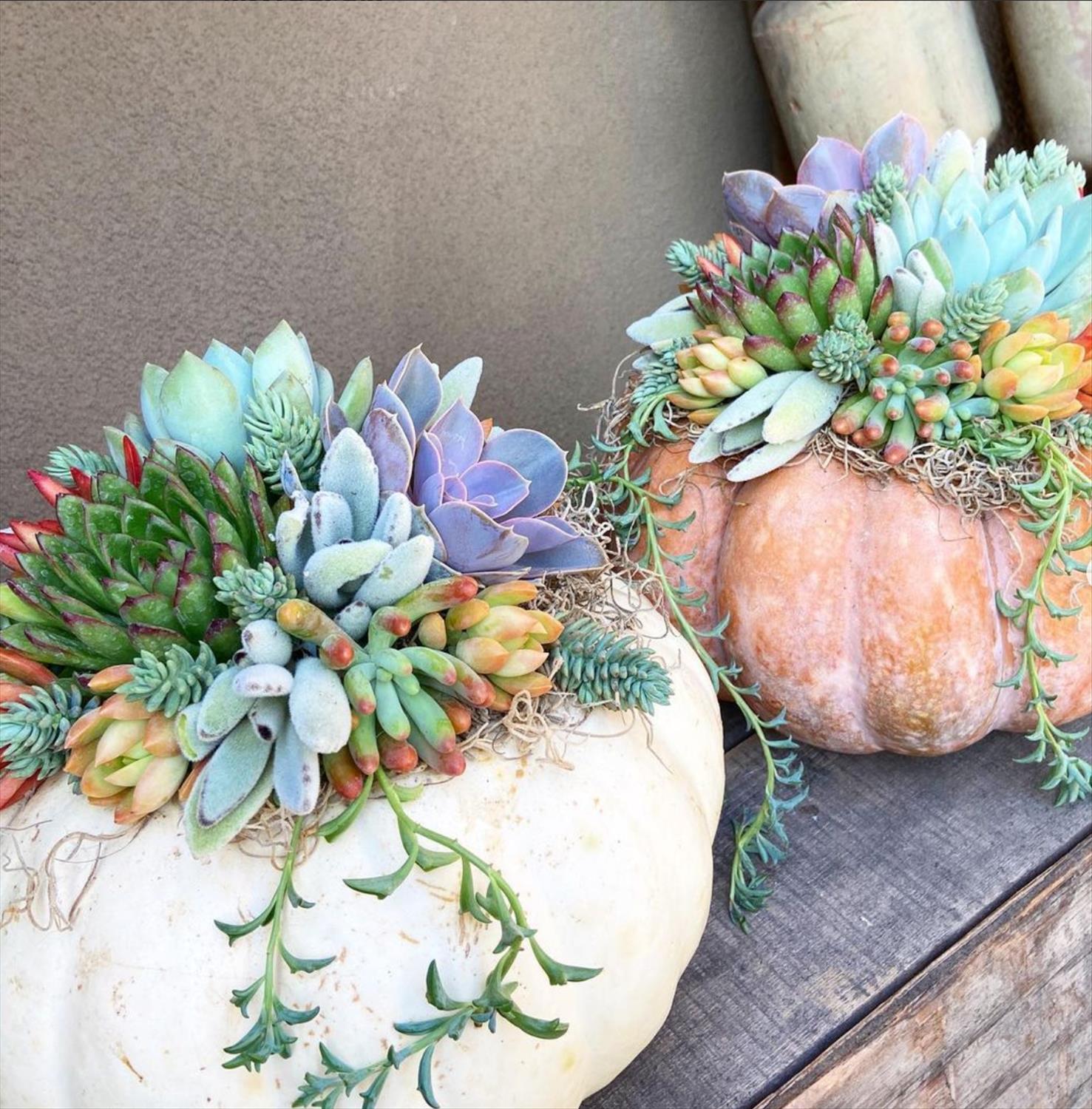 Creative Succulent Arrangements Ideas and Display Tips - Mycozylive.com